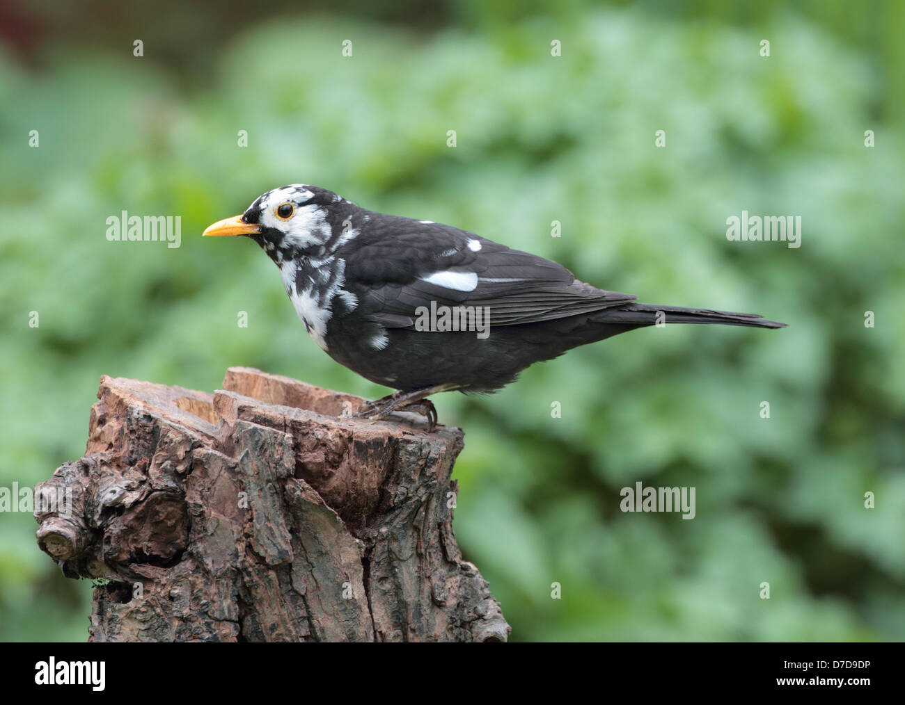 Blackbird Turdus merula Stock Photo - Alamy