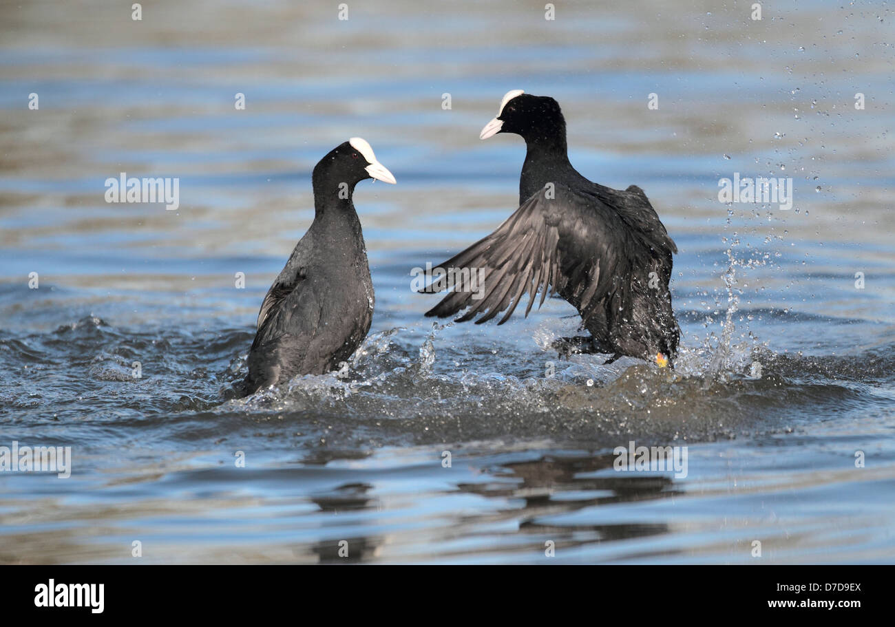 Migratory coots hi-res stock photography and images - Alamy