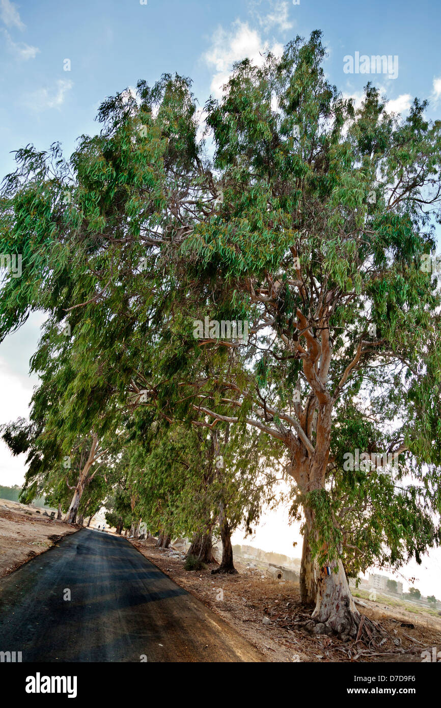 Dusk yellow sun casts its rays of light on the newly paved asphalt road ...