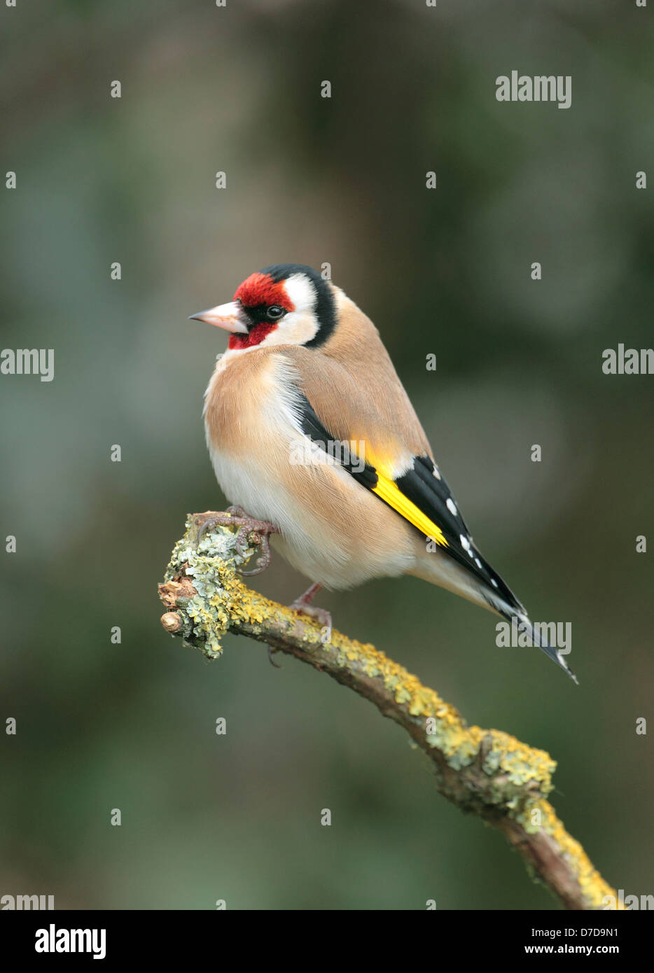 Goldfinch Carduelis carduelis Stock Photo - Alamy