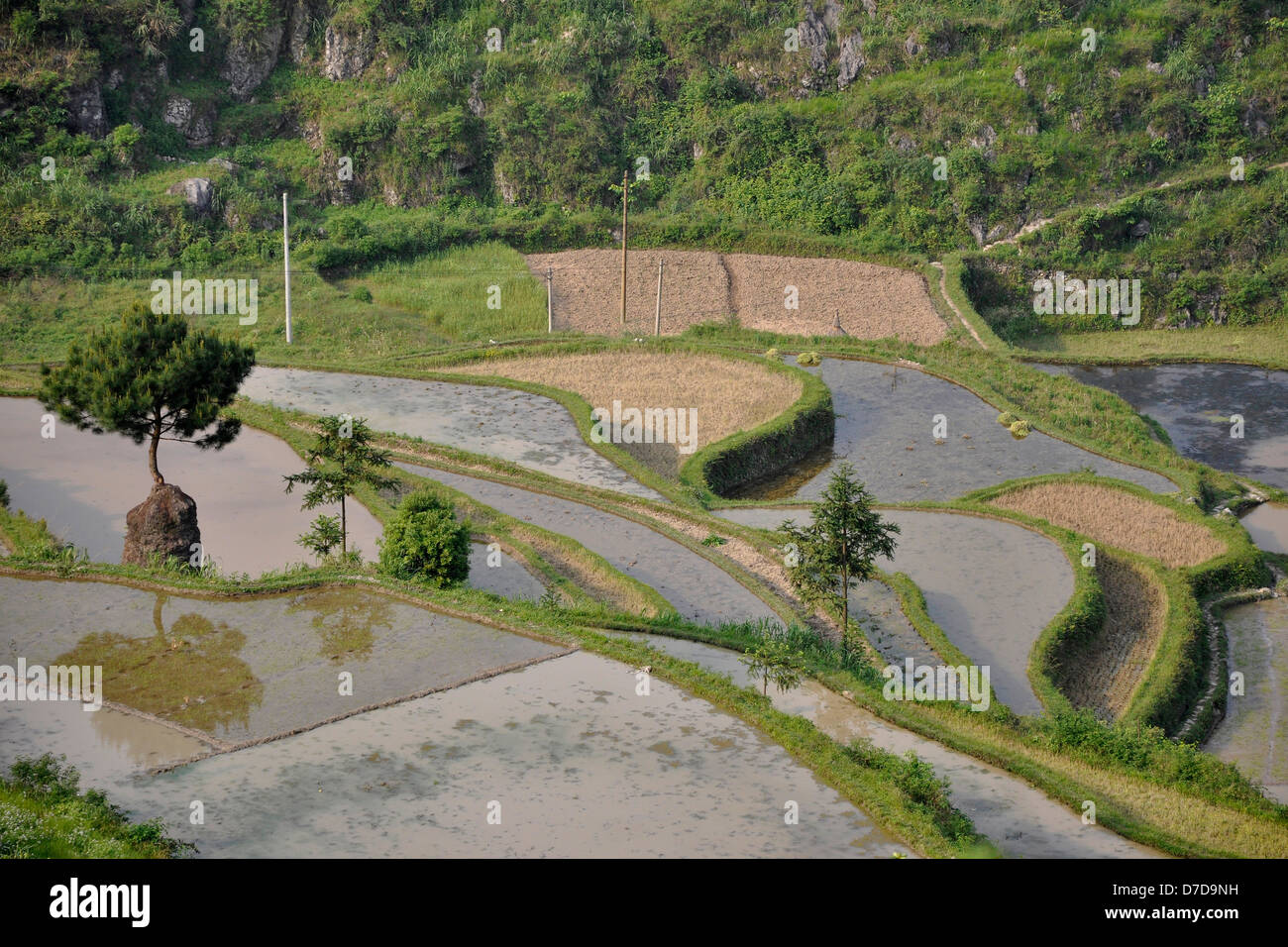 China, Guizhou province, Matang, rice field Stock Photo - Alamy
