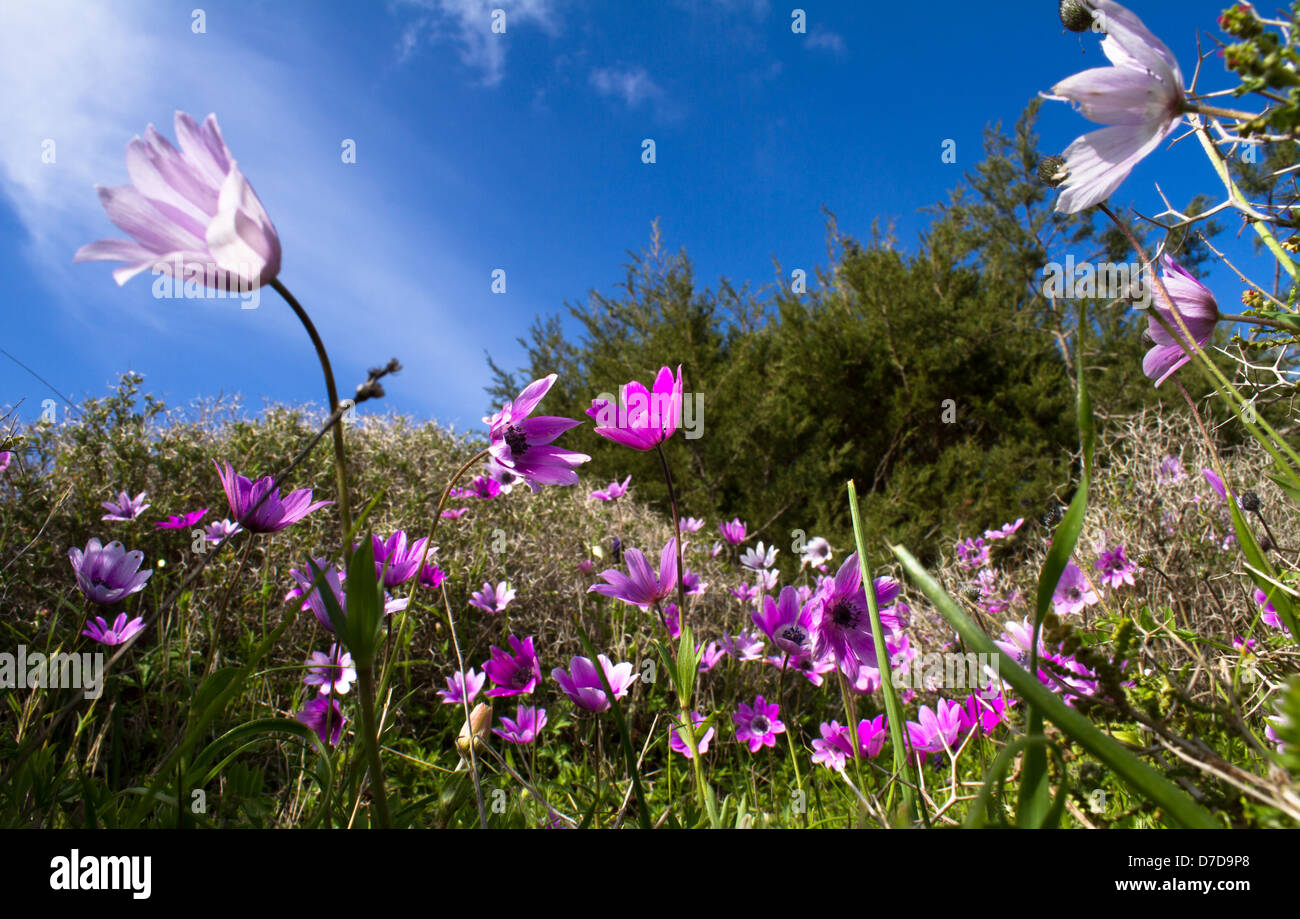 a meadow full of spring flowers under the Greek Sun Stock Photo - Alamy