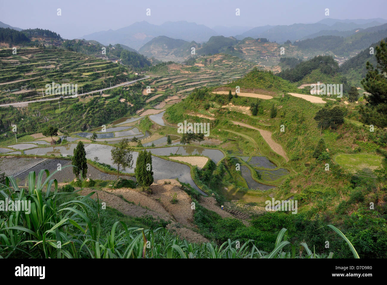 China, Guizhou province, Matang, rice field Stock Photo - Alamy