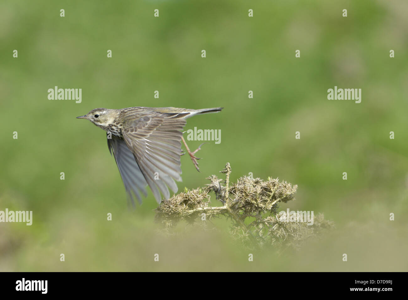 Meadow pipit song flight hi-res stock photography and images - Alamy