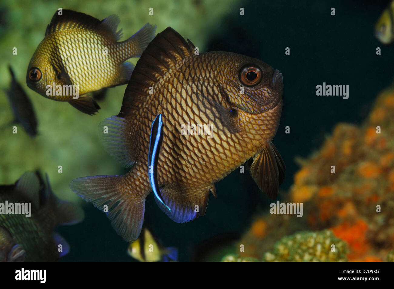 Reticulated Dascyllus cleaned by Wrasse, Dascyllus reticulatus, Bali ...