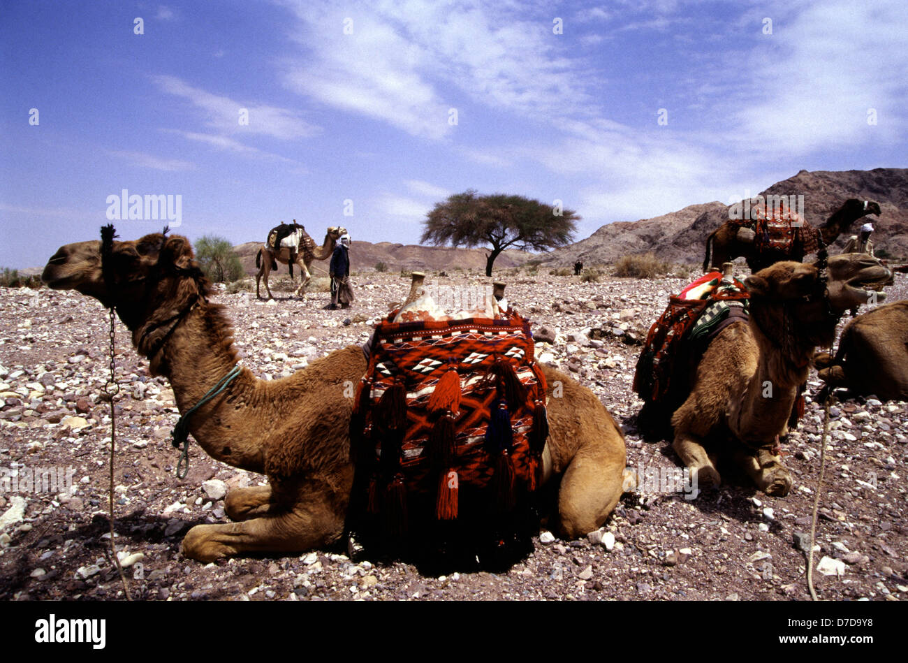 A Bedouin man walks amid saddled camels sitting down in the desert of ...
