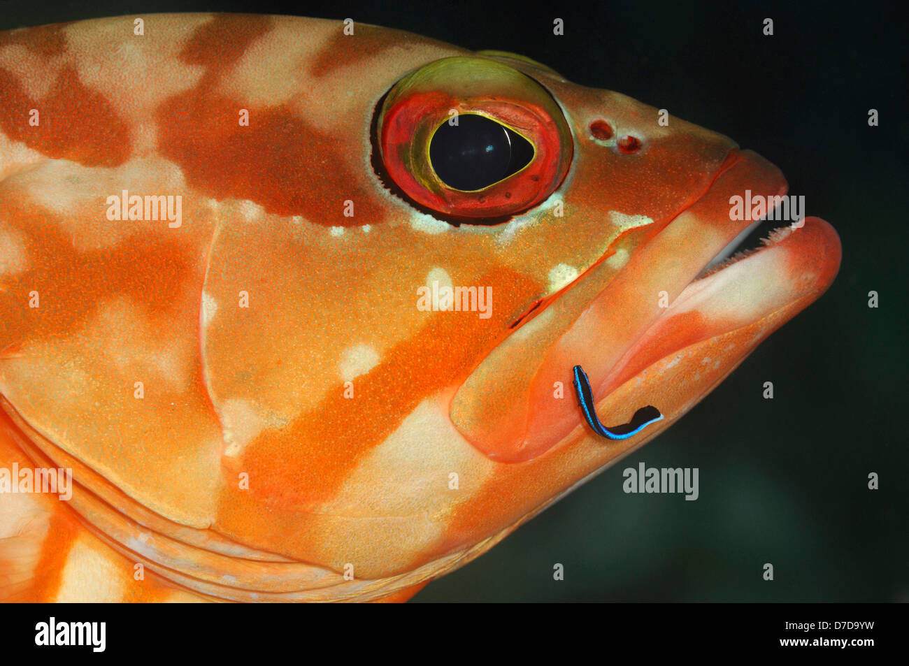 Grouper with cleaner wrasse hi-res stock photography and images - Alamy
