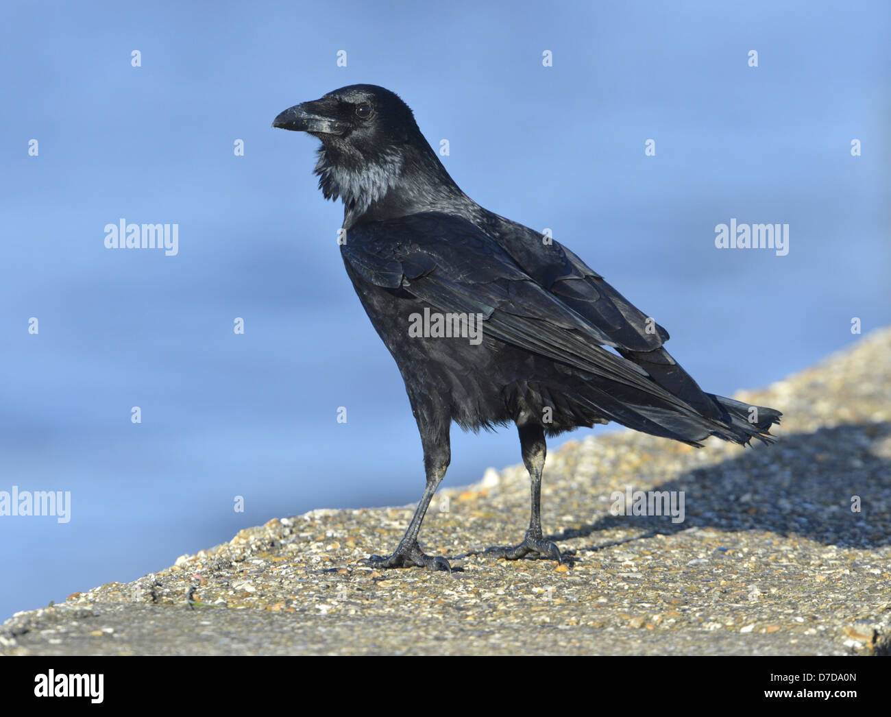 Crows standing hi-res stock photography and images - Alamy