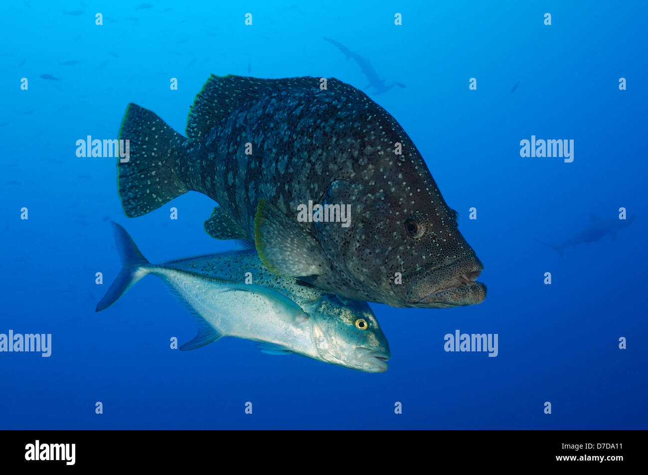 Leather jacks hi-res stock photography and images - Alamy