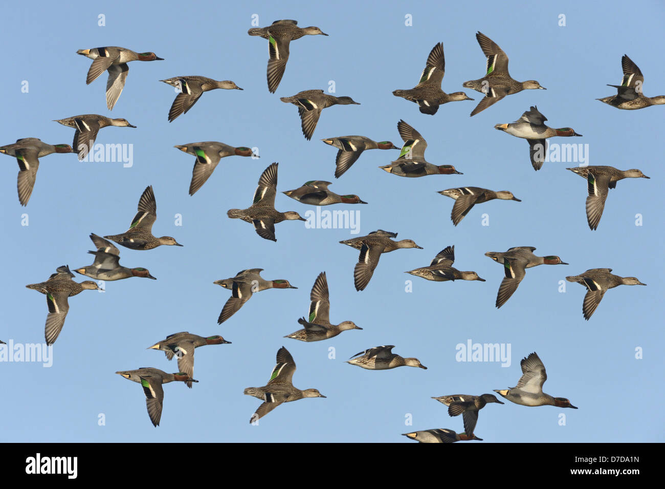 Teal Ducks Flying