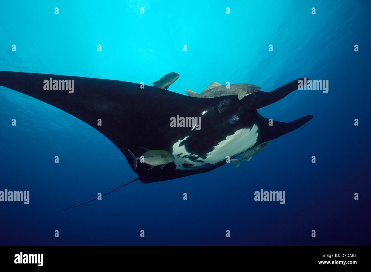 Giant sh hi-res stock photography and images - Alamy