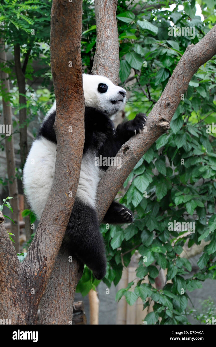 Chendu panda hi-res stock photography and images - Alamy