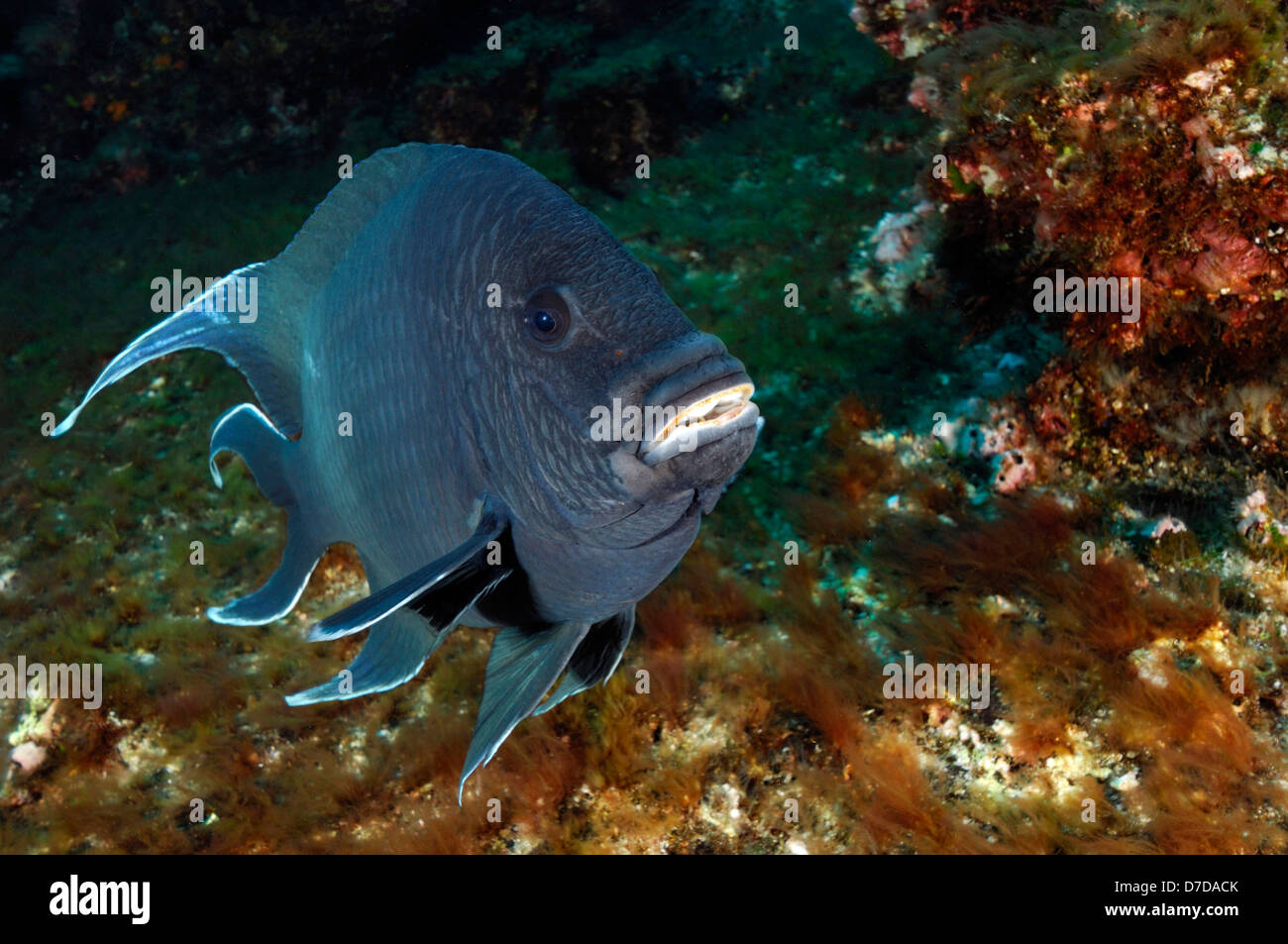 Giant damselfish microspathodon dorsalis hi-res stock photography and ...