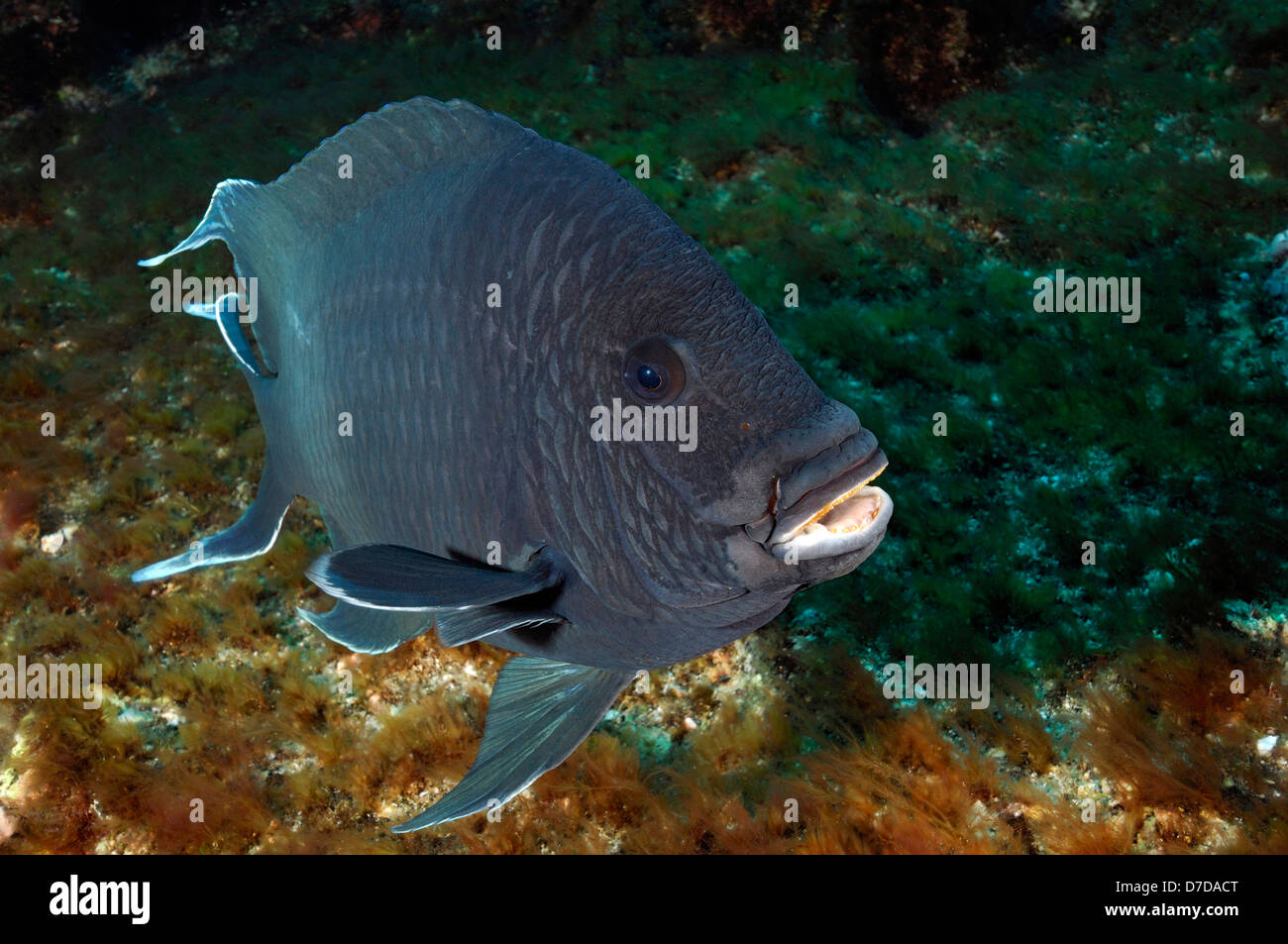 Giant damselfish microspathodon dorsalis hi-res stock photography and ...
