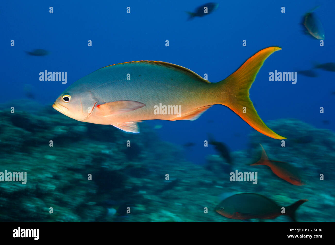 Pacific Creolefish, Paranthias colonus, Revillagigedo Islands, Mexico ...