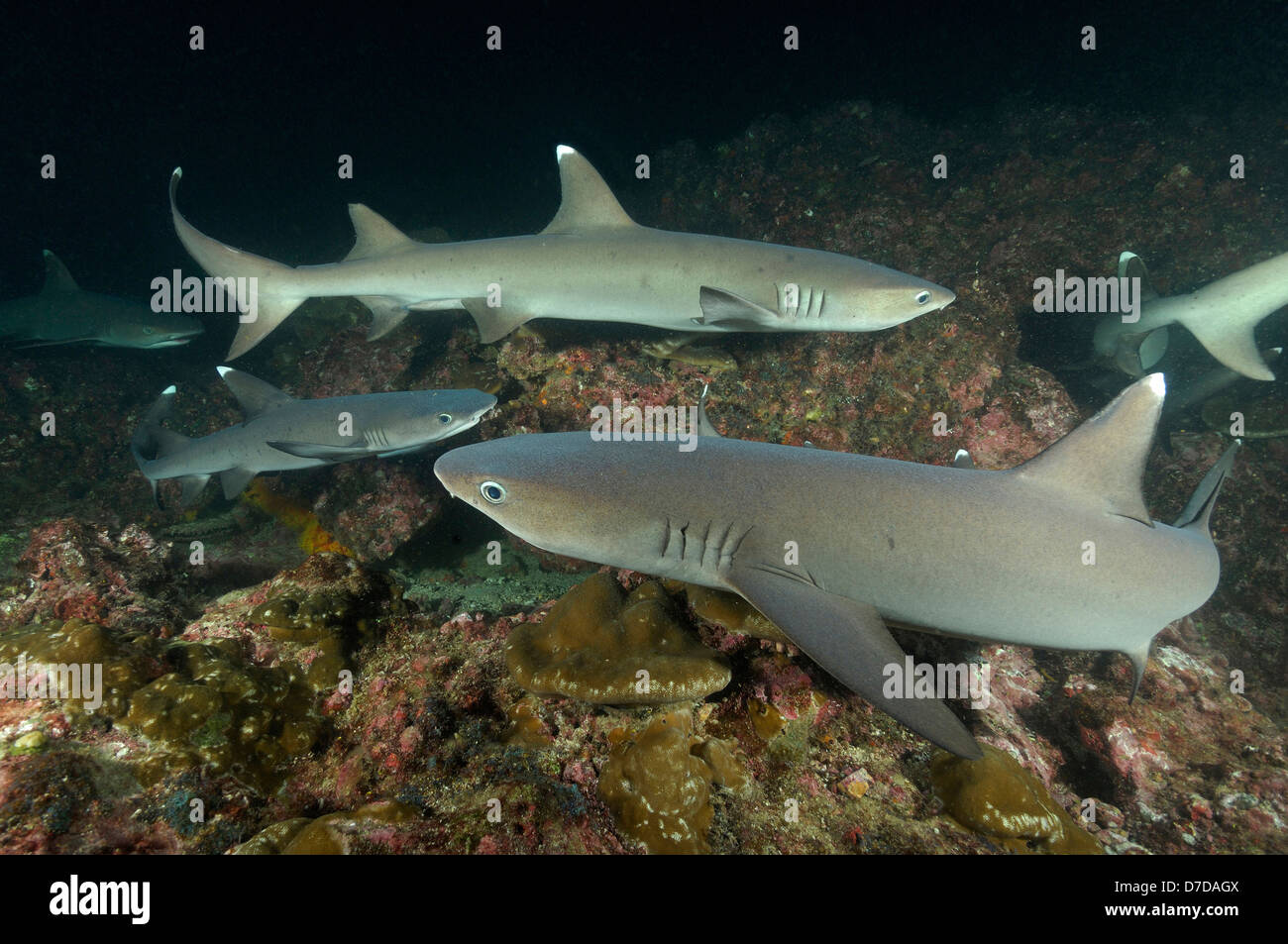 Sharks hunting school of fish hi-res stock photography and images - Alamy