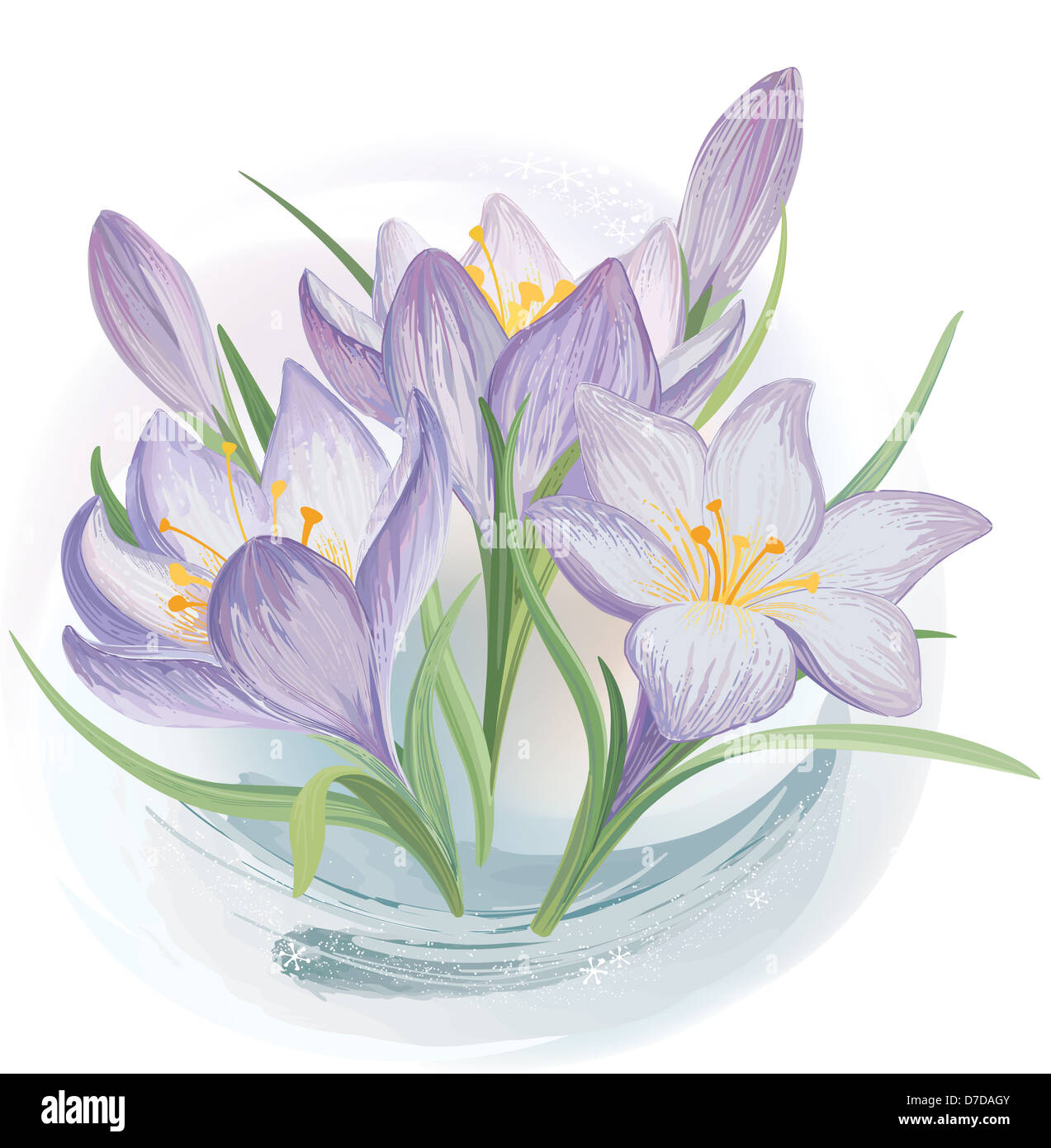 Saffron lily hi-res stock photography and images - Alamy