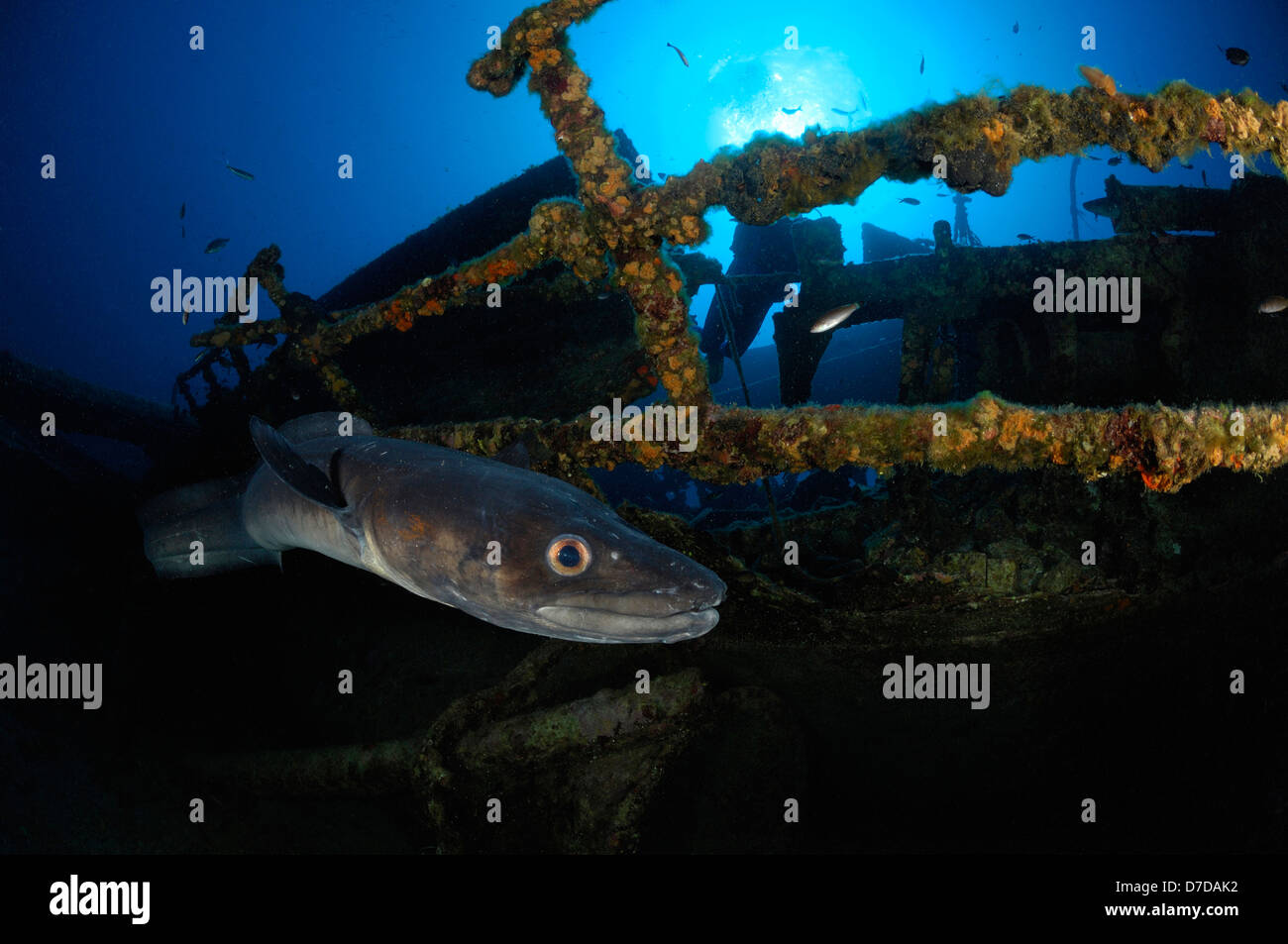 European Conger at Teti Wreck, Conger conger, Vis, Adriatic Sea ...