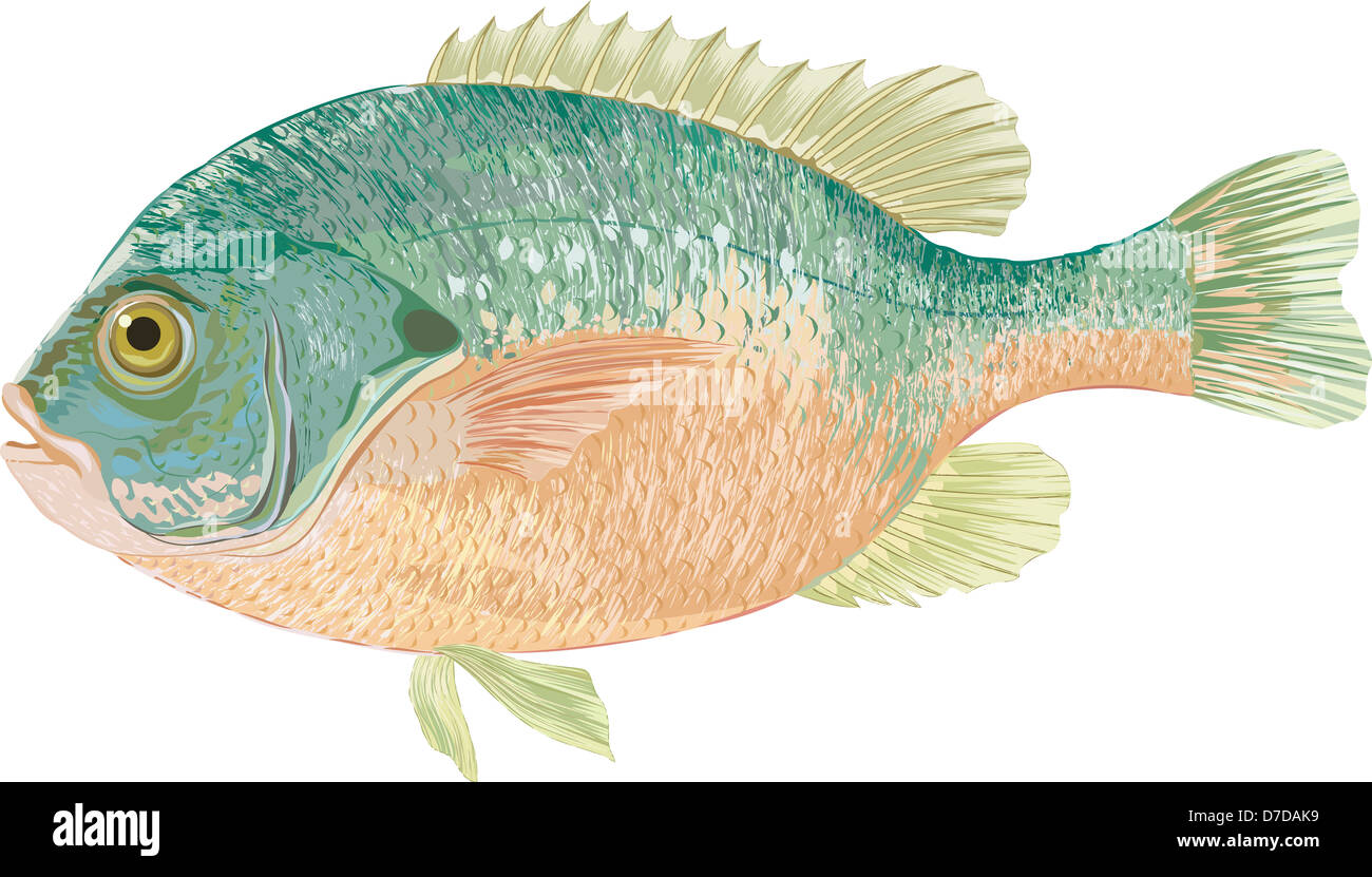 Sunfish illustration hi-res stock photography and images - Alamy