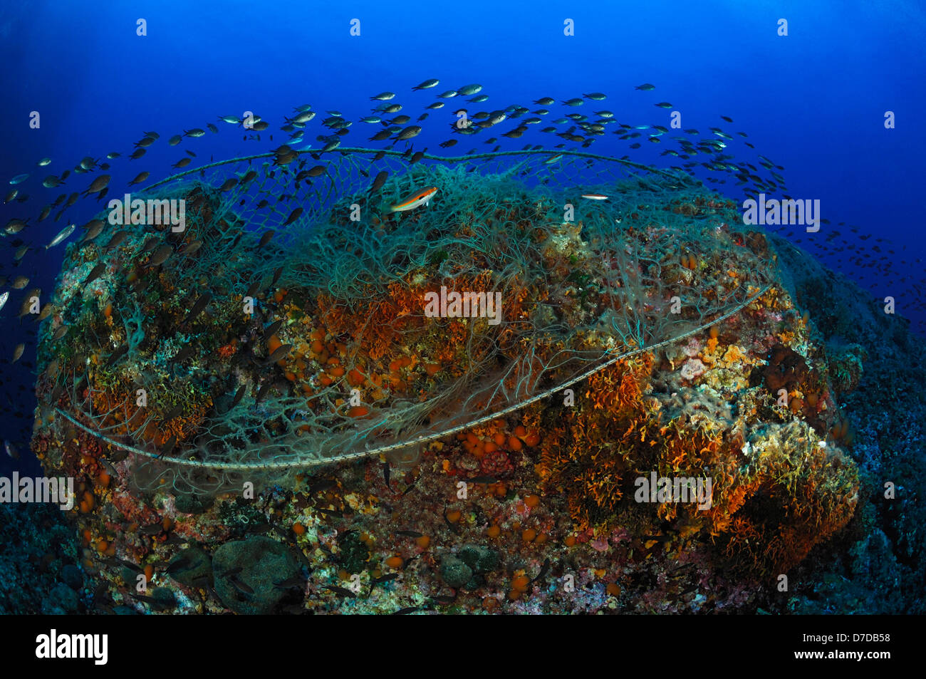 Adriatic coral fishing hi-res stock photography and images - Alamy