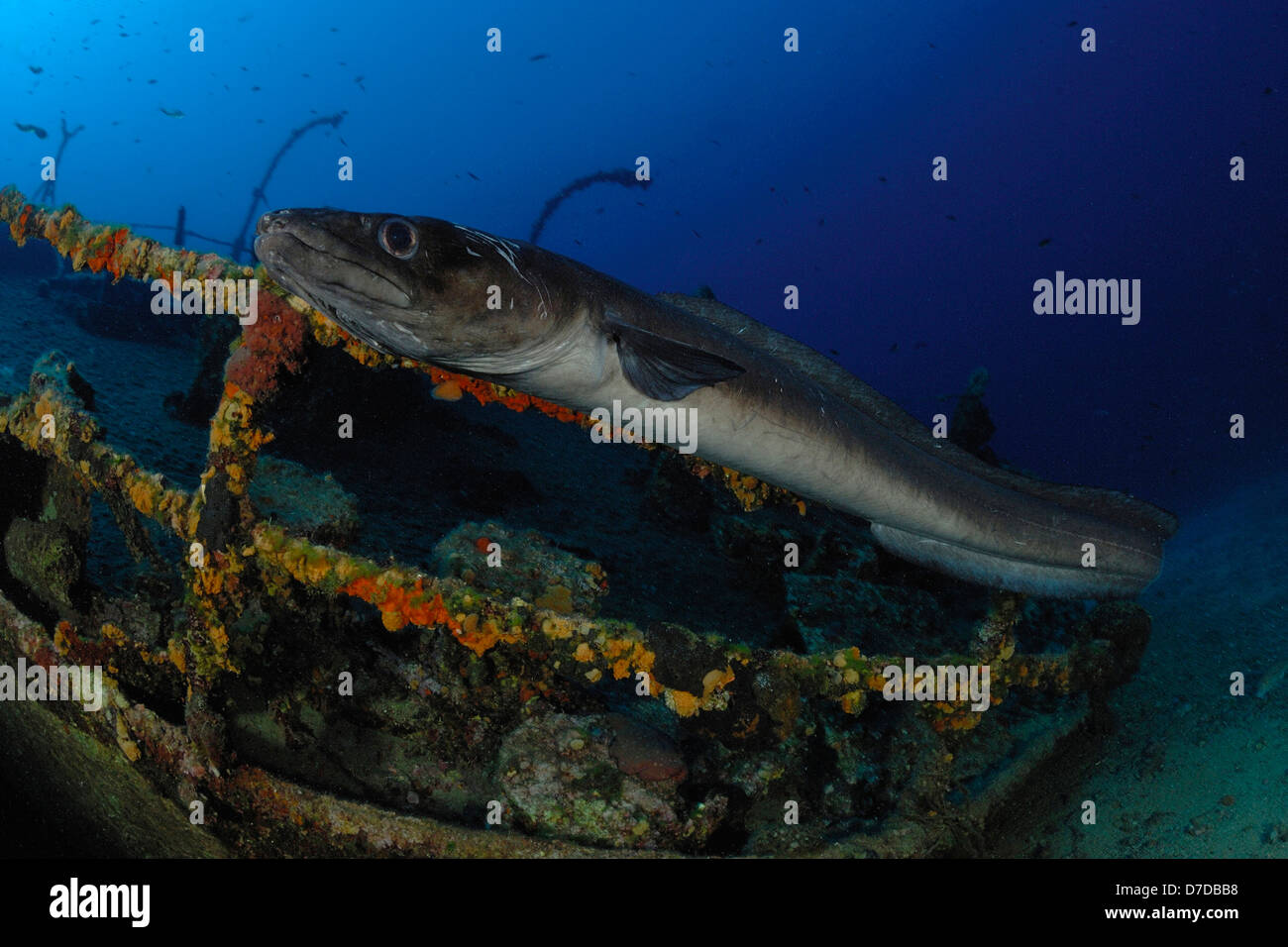 European conger conger conger hi-res stock photography and images - Alamy