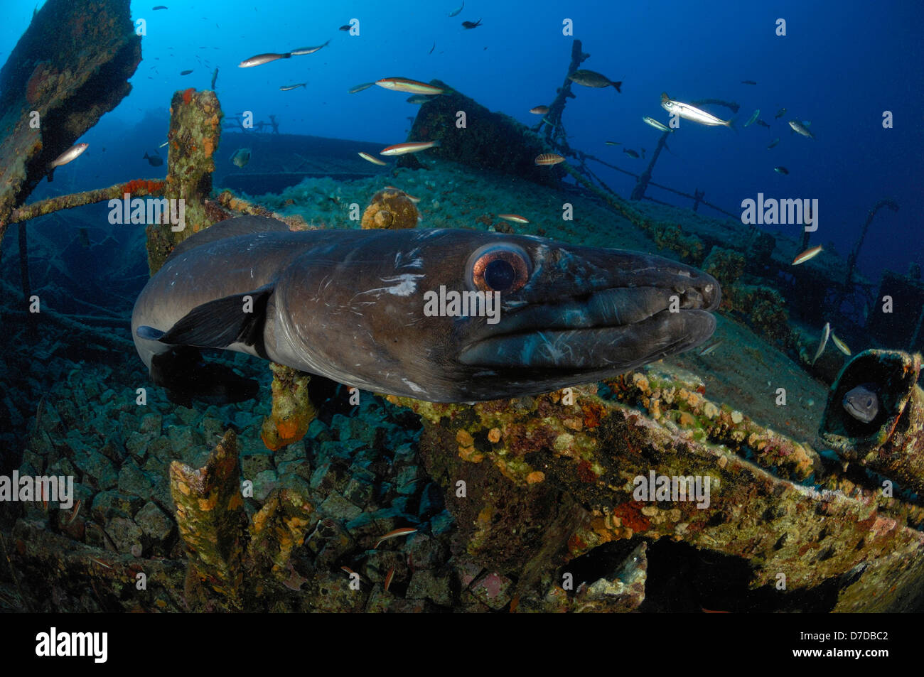 European Conger at Teti Wreck, Conger conger, Vis, Adriatic Sea ...