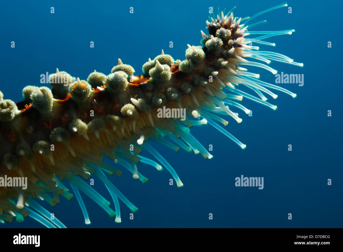 Tube Feet of Spiny Starfish, Marthasterias glacialis, Susac, Adriatic ...