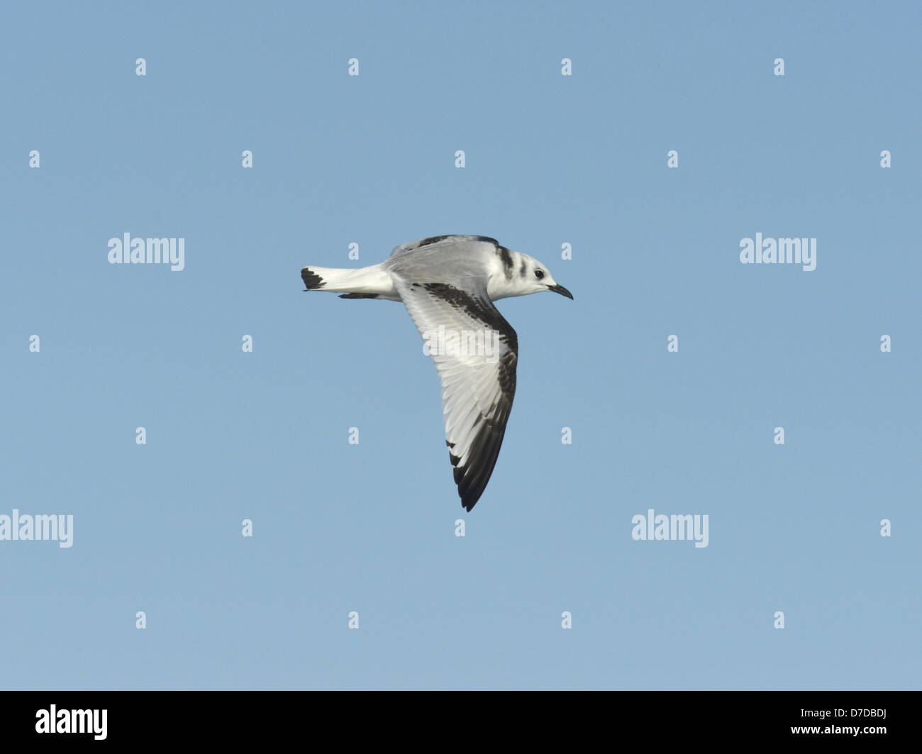 Kittiwake flying hi-res stock photography and images - Alamy