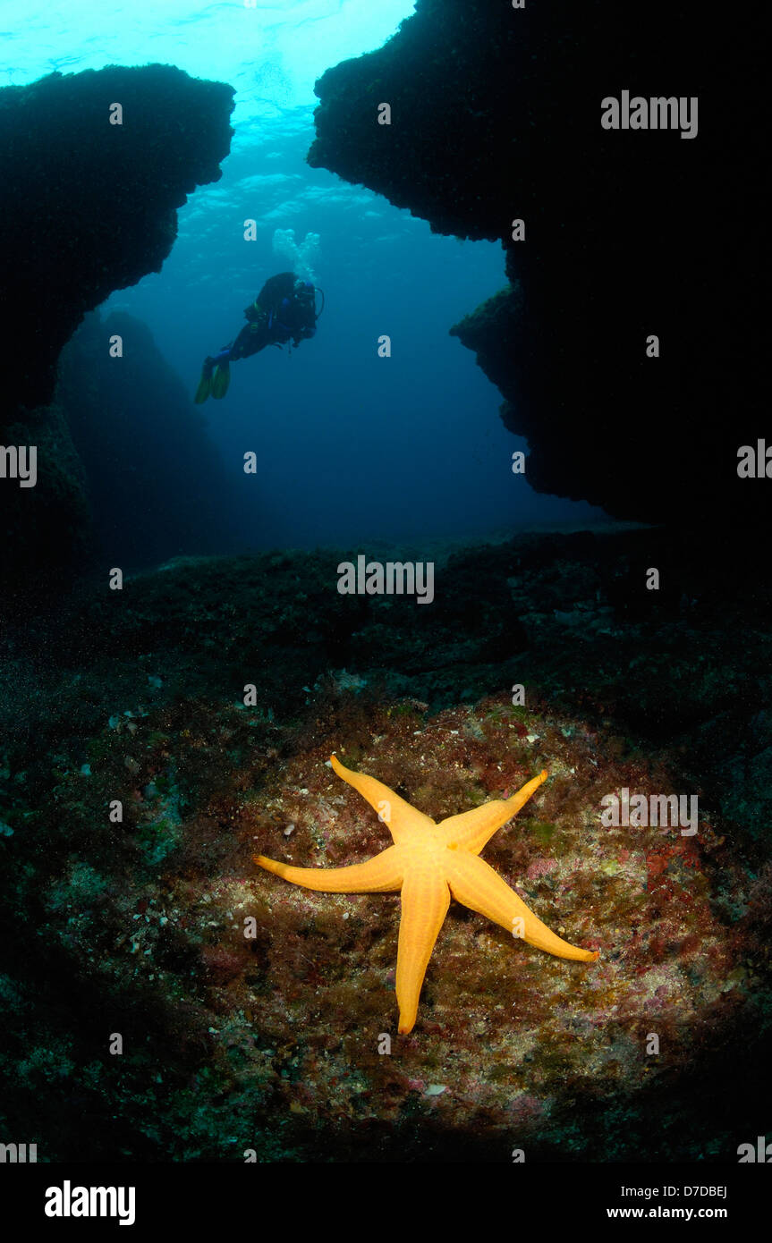 Smooth Starfish in Cave, Hacelia attenuata, Korcula, Adriatic Sea ...