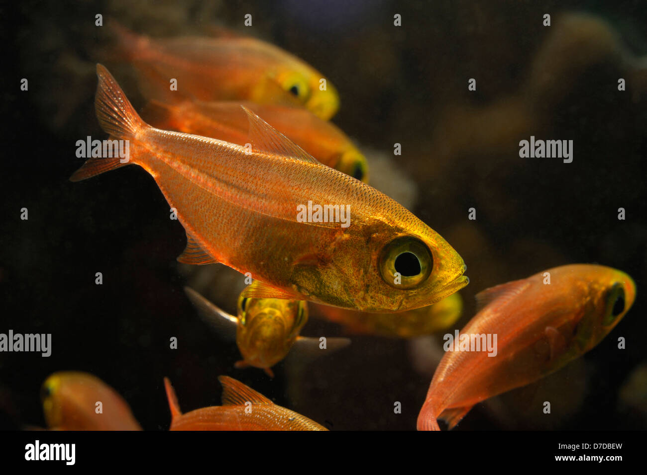 Pygmy Sweeper, Parapriacanthus ransonneti, Marsa Alam, Red Sea, Egypt ...