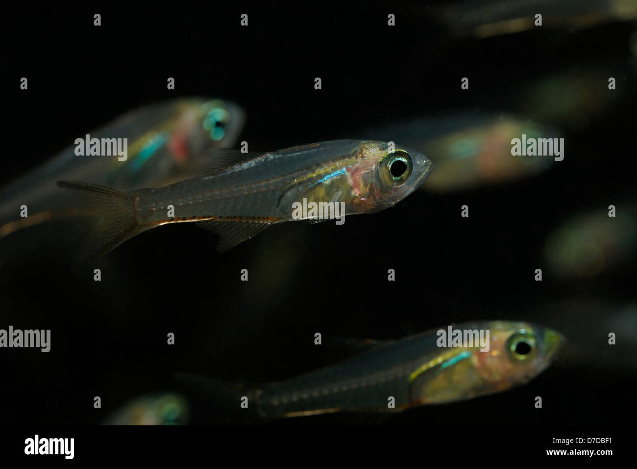Pygmy Sweeper, Parapriacanthus ransonneti, Marsa Alam, Red Sea, Egypt ...