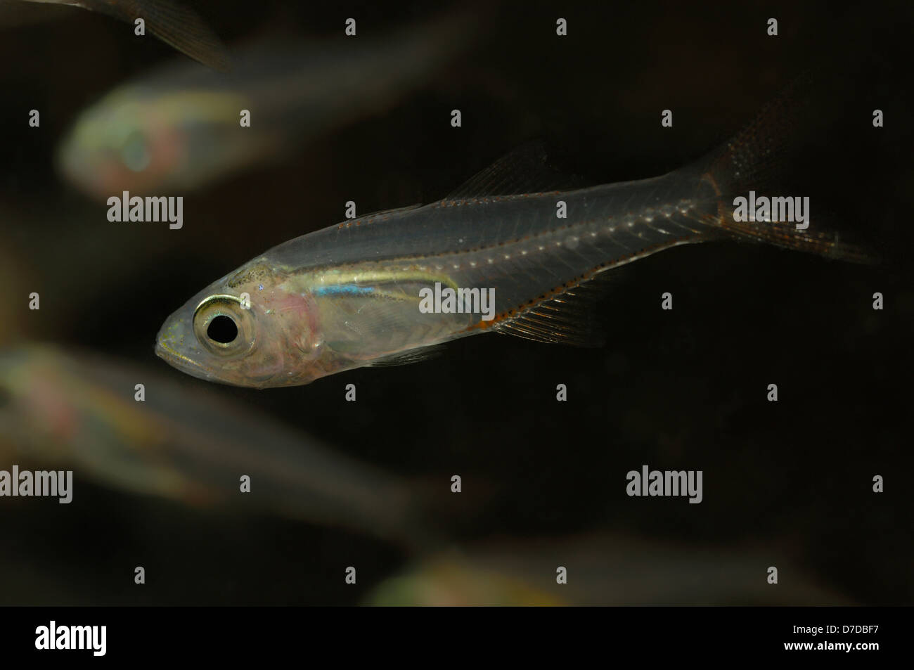 Pygmy Sweeper, Parapriacanthus ransonneti, Marsa Alam, Red Sea, Egypt ...