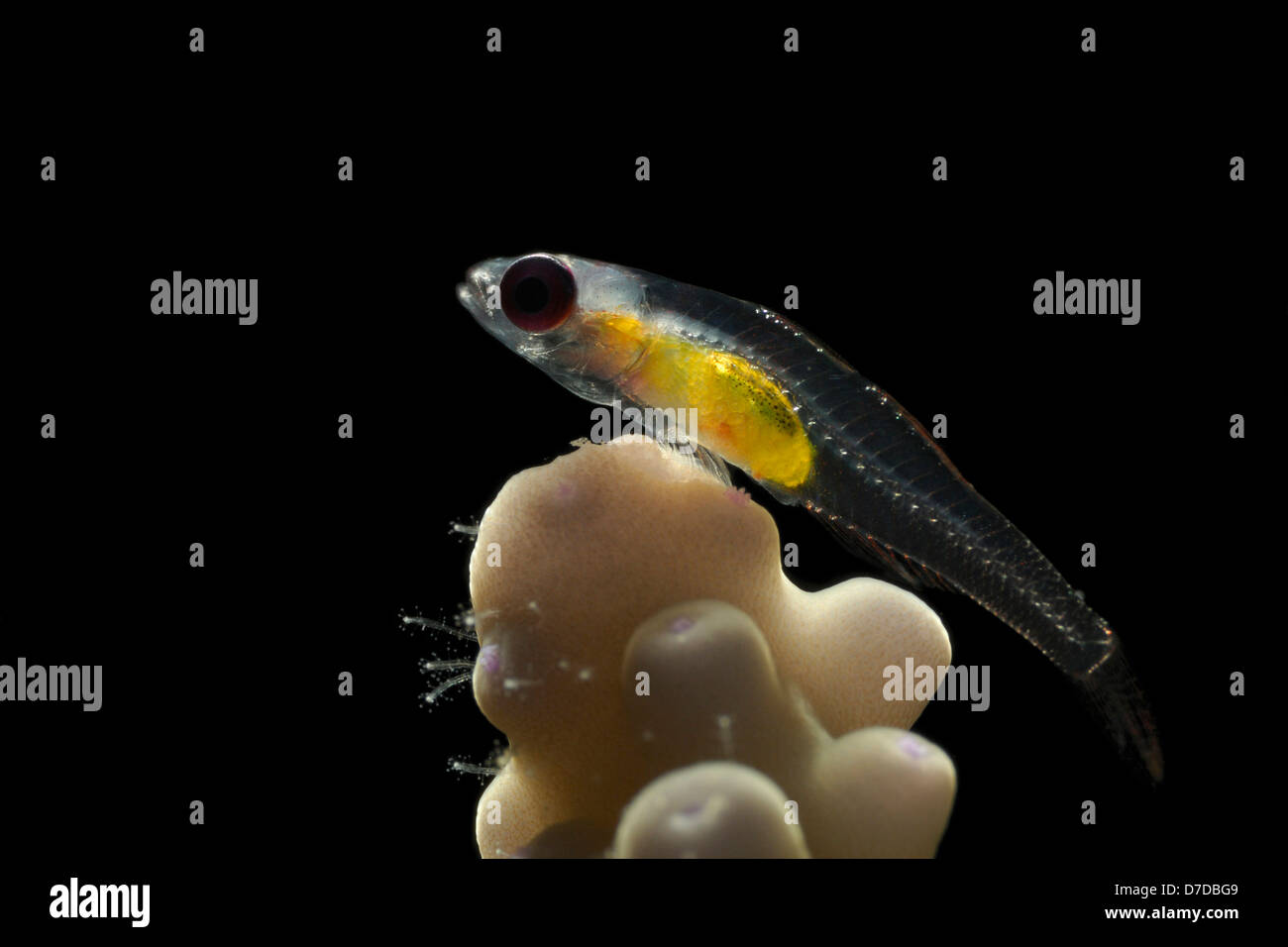 Purple-eyed Dwarf Goby, Bryaninops natans, Marsa Alam, Red Sea, Egypt ...