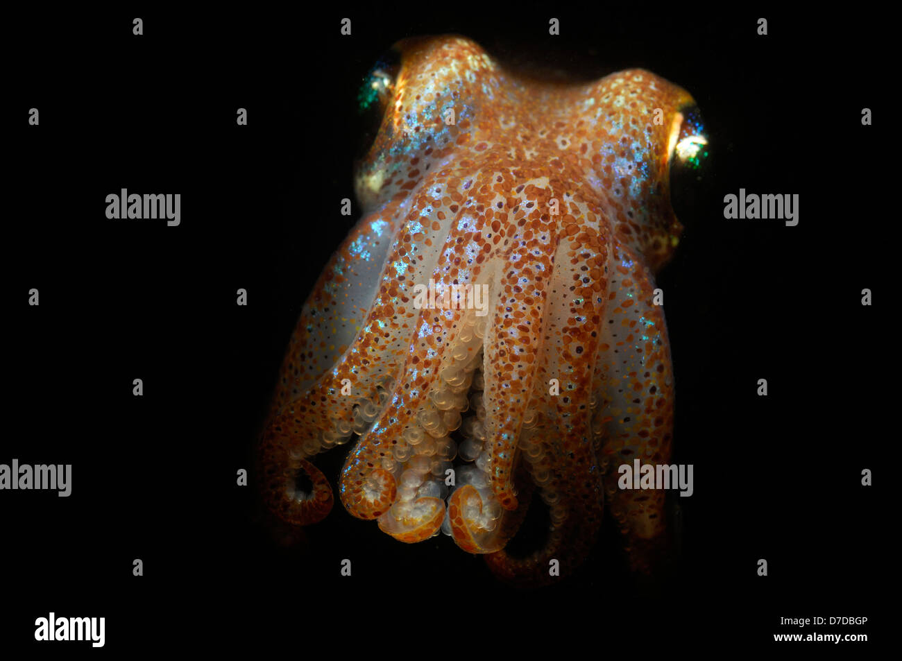 Sepiola sp hi-res stock photography and images - Alamy