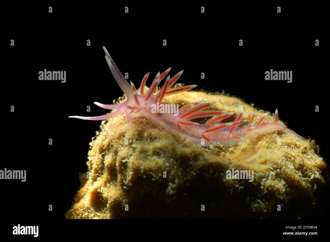 Purple Sea Slug, Flabellina pedata, Piran, Adriatic Sea, Slovenia Stock ...