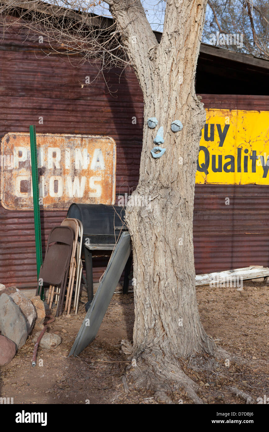 Hackberry tree structure hi-res stock photography and images - Alamy
