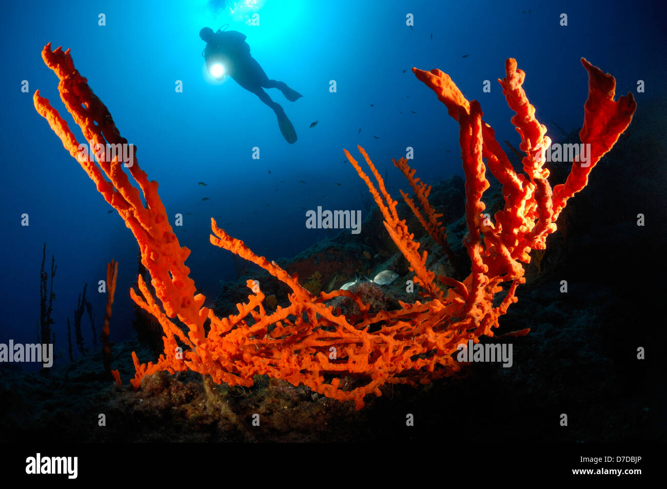 Red Axinella Sponge, Axinella cannabina, Bodrum, Turkey Stock Photo - Alamy