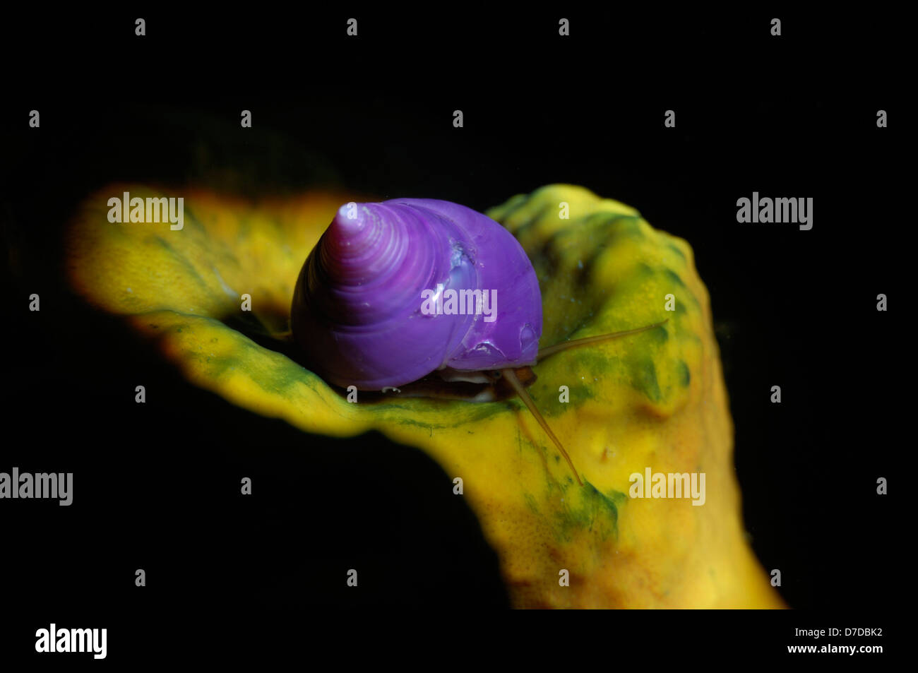 Calliostoma Snail, Calliostoma zizyphinus, Piran, Adriatic Sea ...