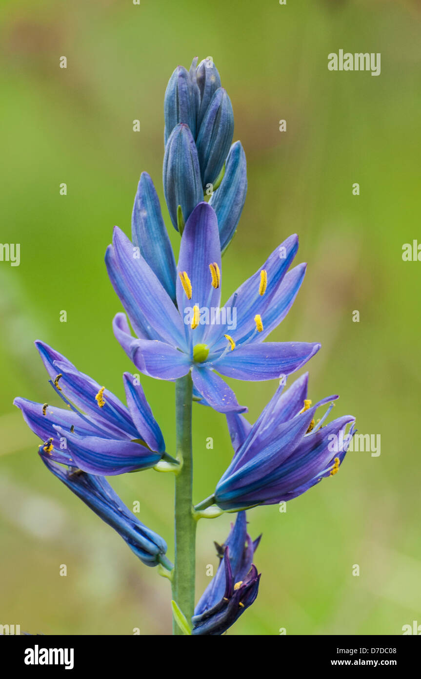 Common Camas (Camassia quamash). Native to the Pacific Northwest Stock ...