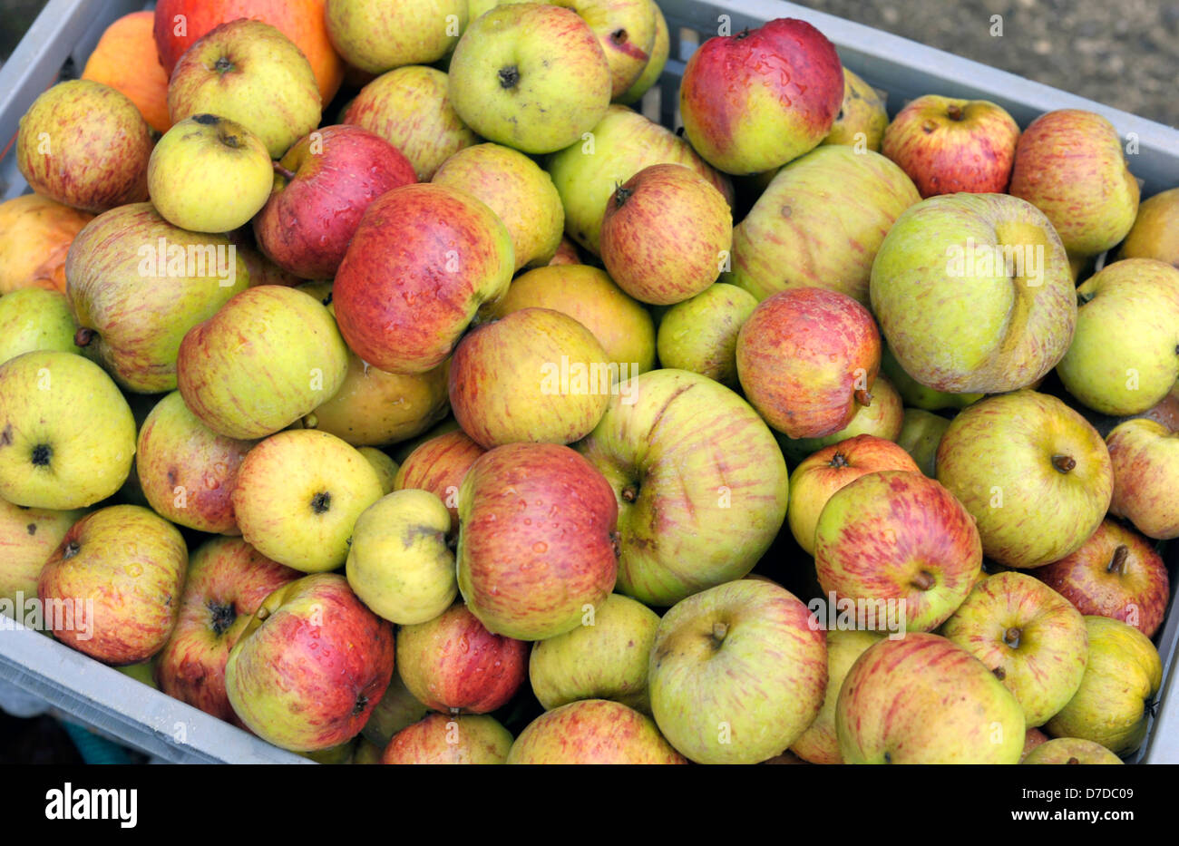 Dabinett apples hi-res stock photography and images - Alamy