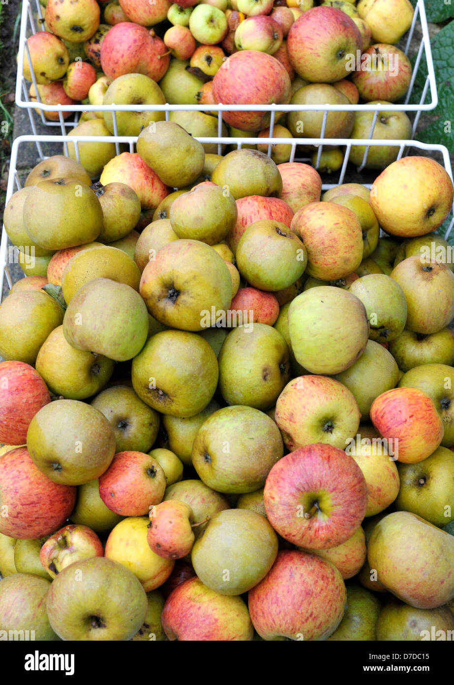 English cider apples including Dabinetts mixed with russet fruits Stock ...