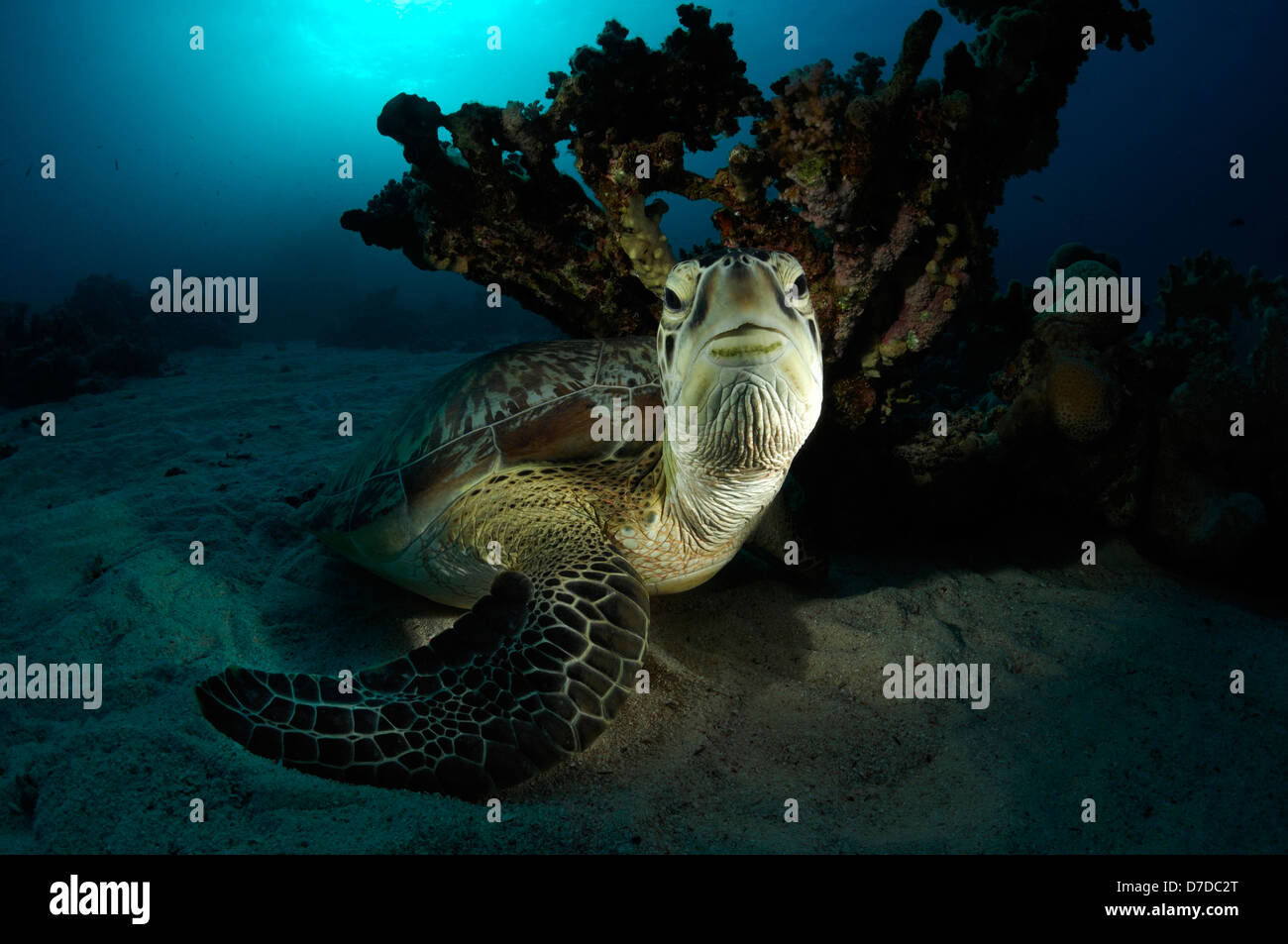 Green Sea Turtle, Chelonia mydas, Marsa Alam, Red Sea, Egypt Stock ...