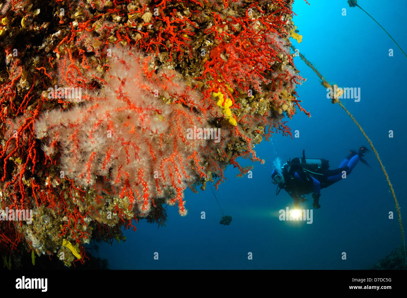 Precious Coral, Corallium rubrum, Pag, Adriatic Sea, Croatia Stock ...