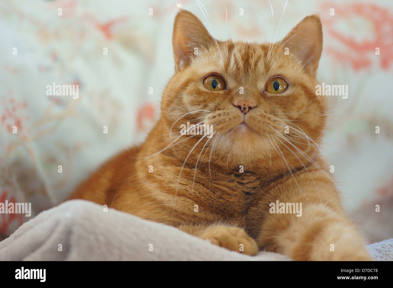 Ginger tomcat hi-res stock photography and images - Alamy