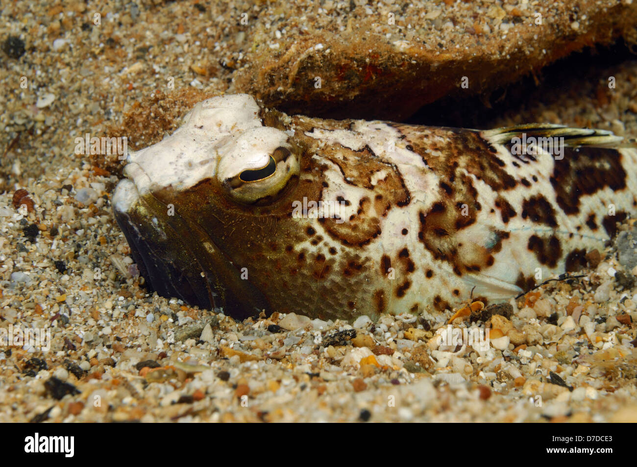 Weever trachinidae fish marine hi-res stock photography and images - Alamy