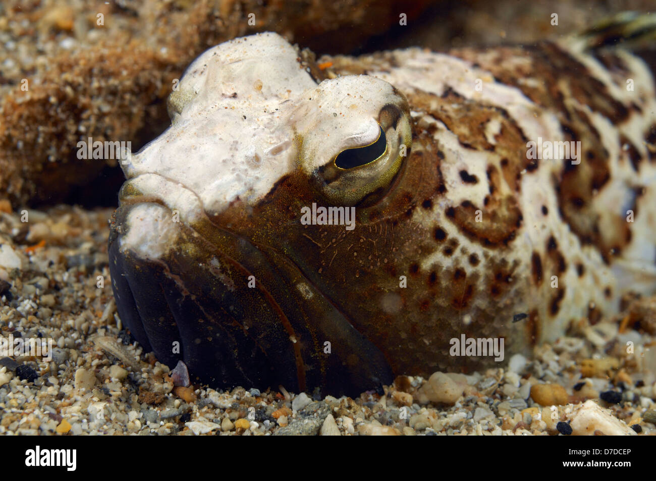 Starry Weever, Trachinus radiatus, Pag, Adriatic Sea, Croatia Stock ...