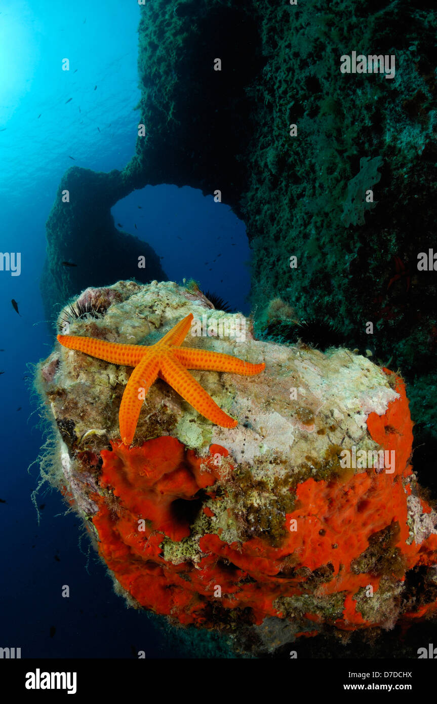 Smooth Starfish in Cave, Hacelia attenuata, Susac, Adriatic Sea ...