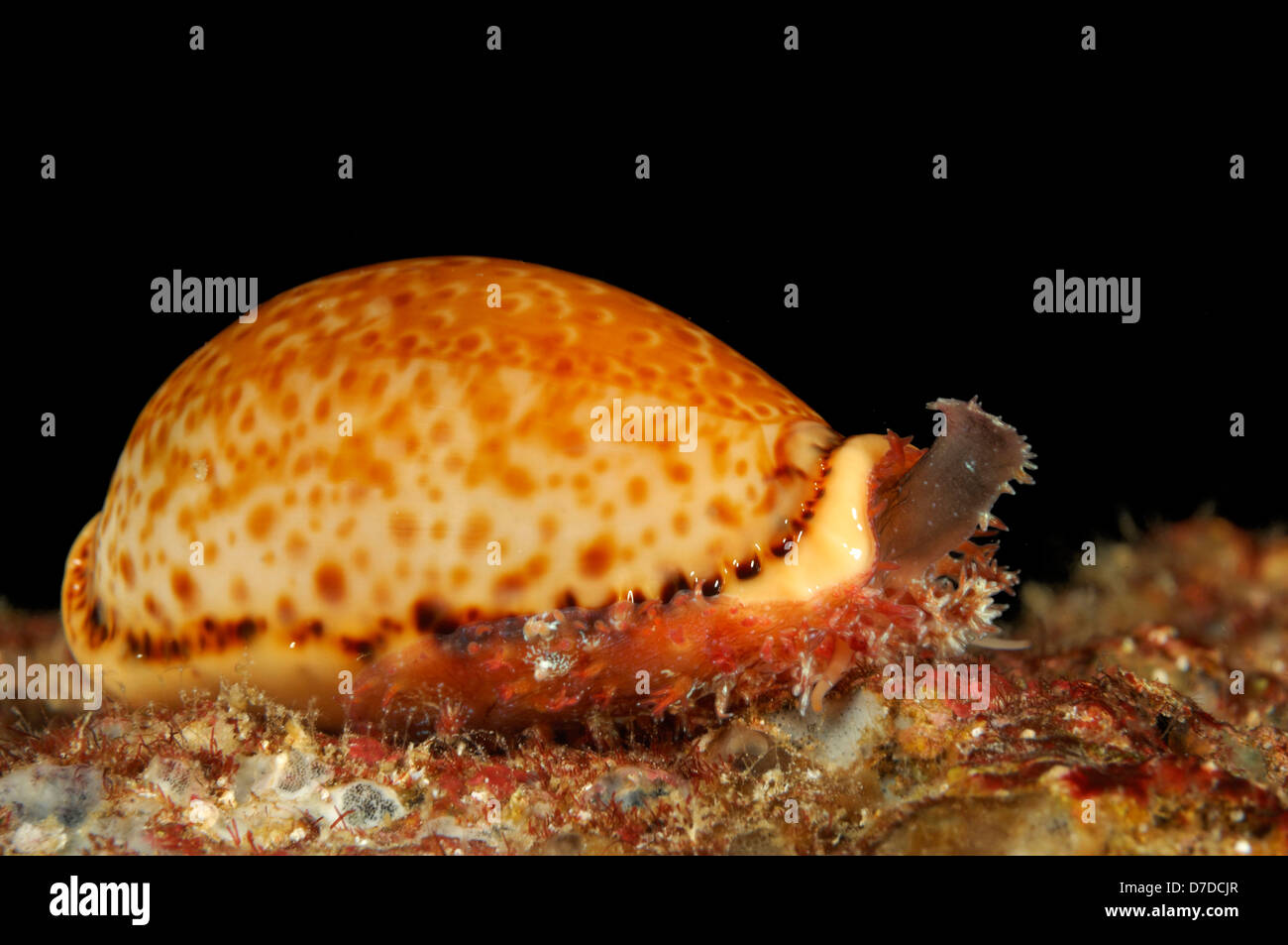 Cowries hi-res stock photography and images - Alamy