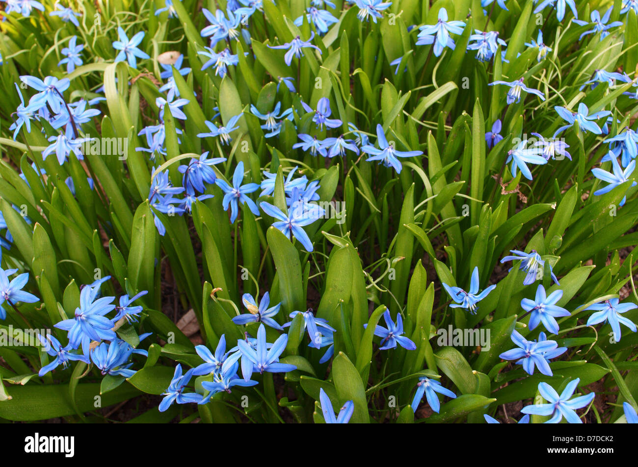 Alpine squill blue spring flowers Scilla bifolia Stock Photo - Alamy