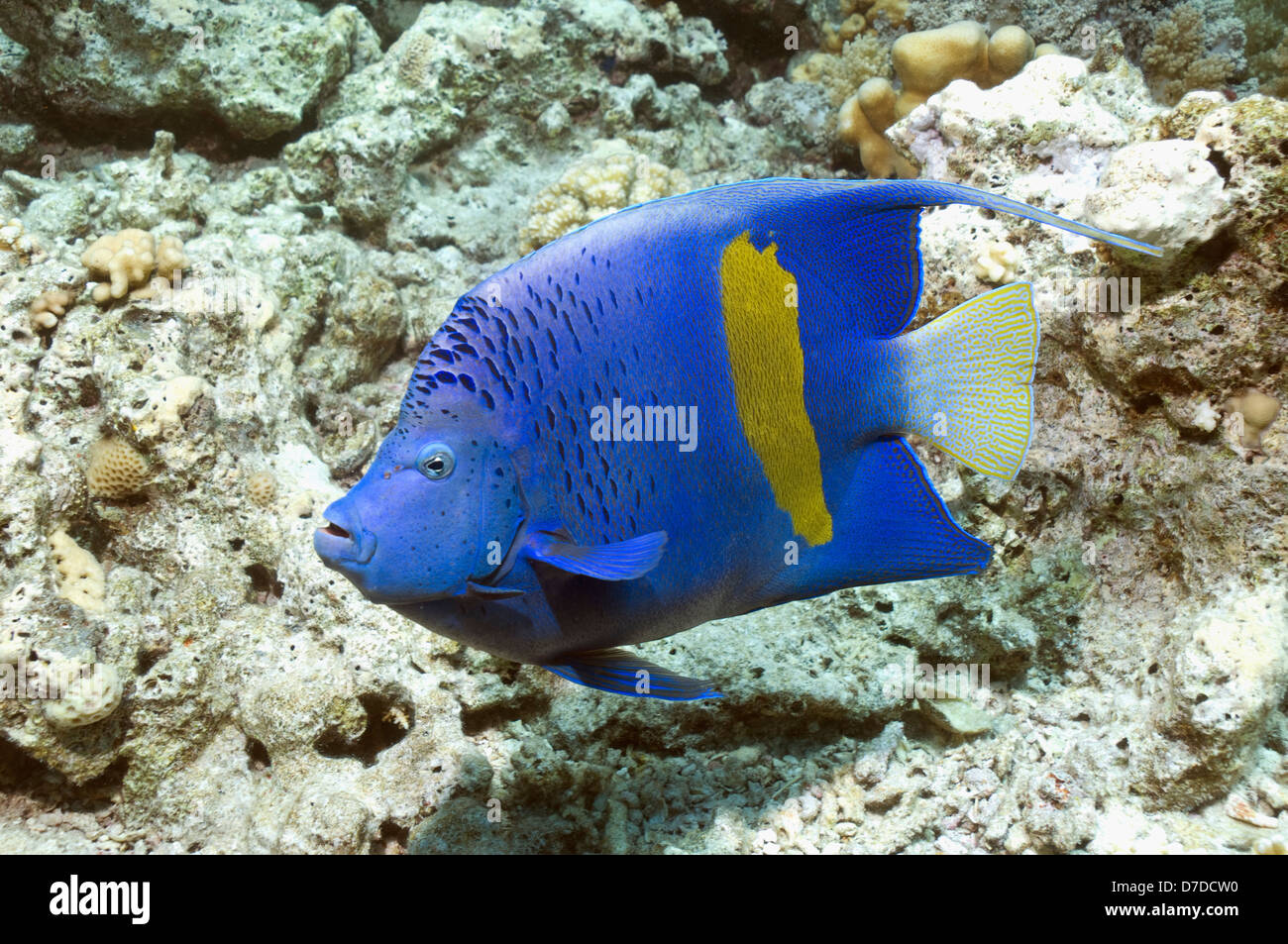 Yellowbar angelfish (Pomacanthus maculosus). Egypt, Red Sea. (Digital ...